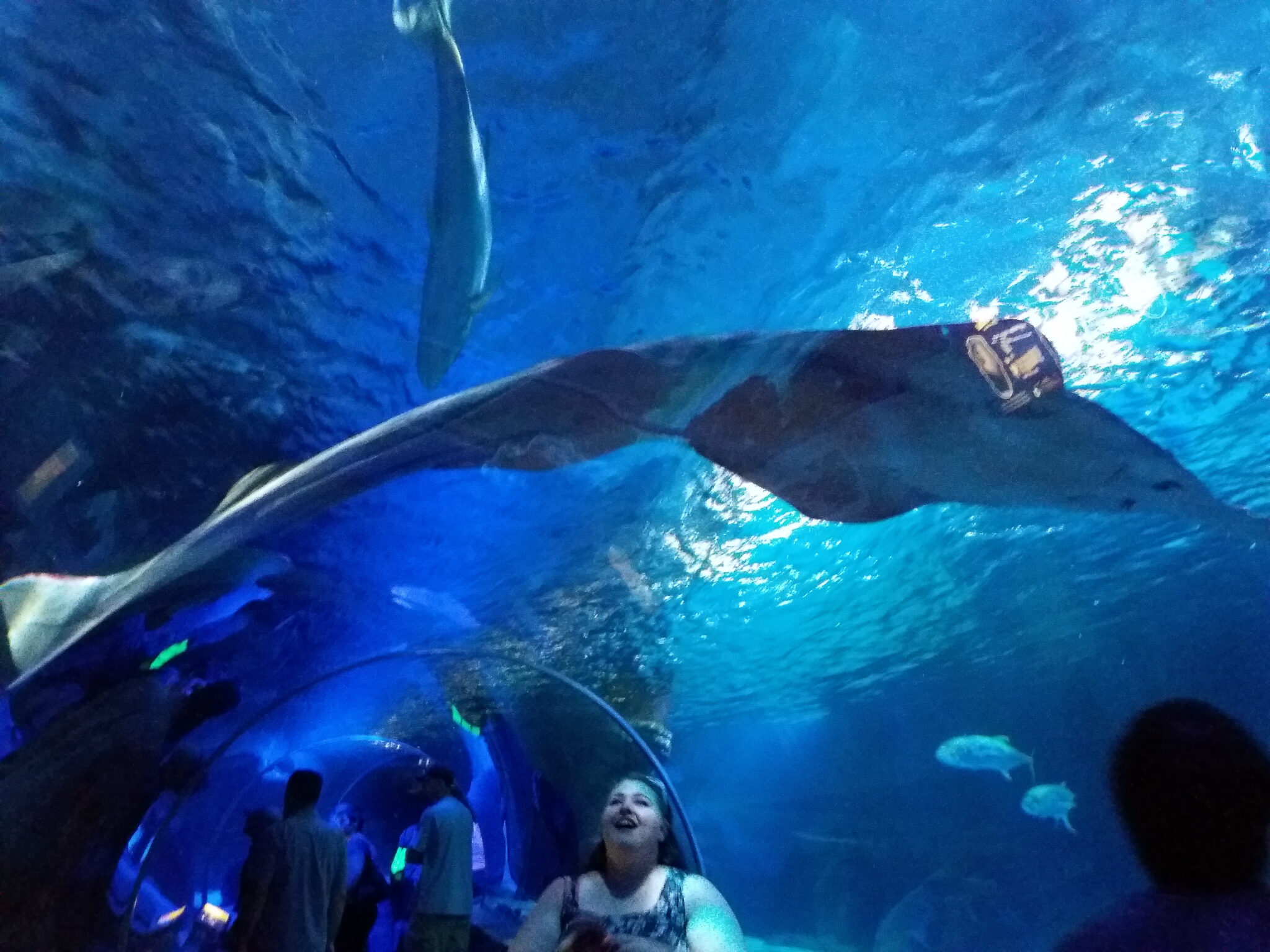 Our Family Loves The Mall Of America! Here's Why You'll Want To Visit ...