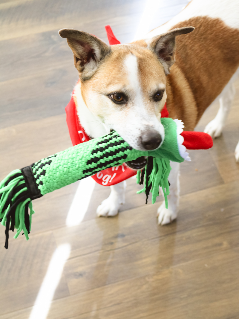 Gift Guide For Pets & Pet Lovers | MomsWhoSave.com