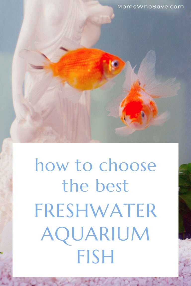 Choosing The Best Freshwater Aquarium Fish: Your Ultimate Guide ...