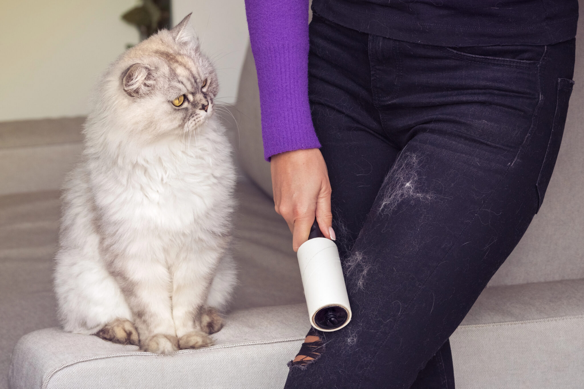 Pet Hair Everywhere? 12 Solutions That Actually Work | MomsWhoSave.com