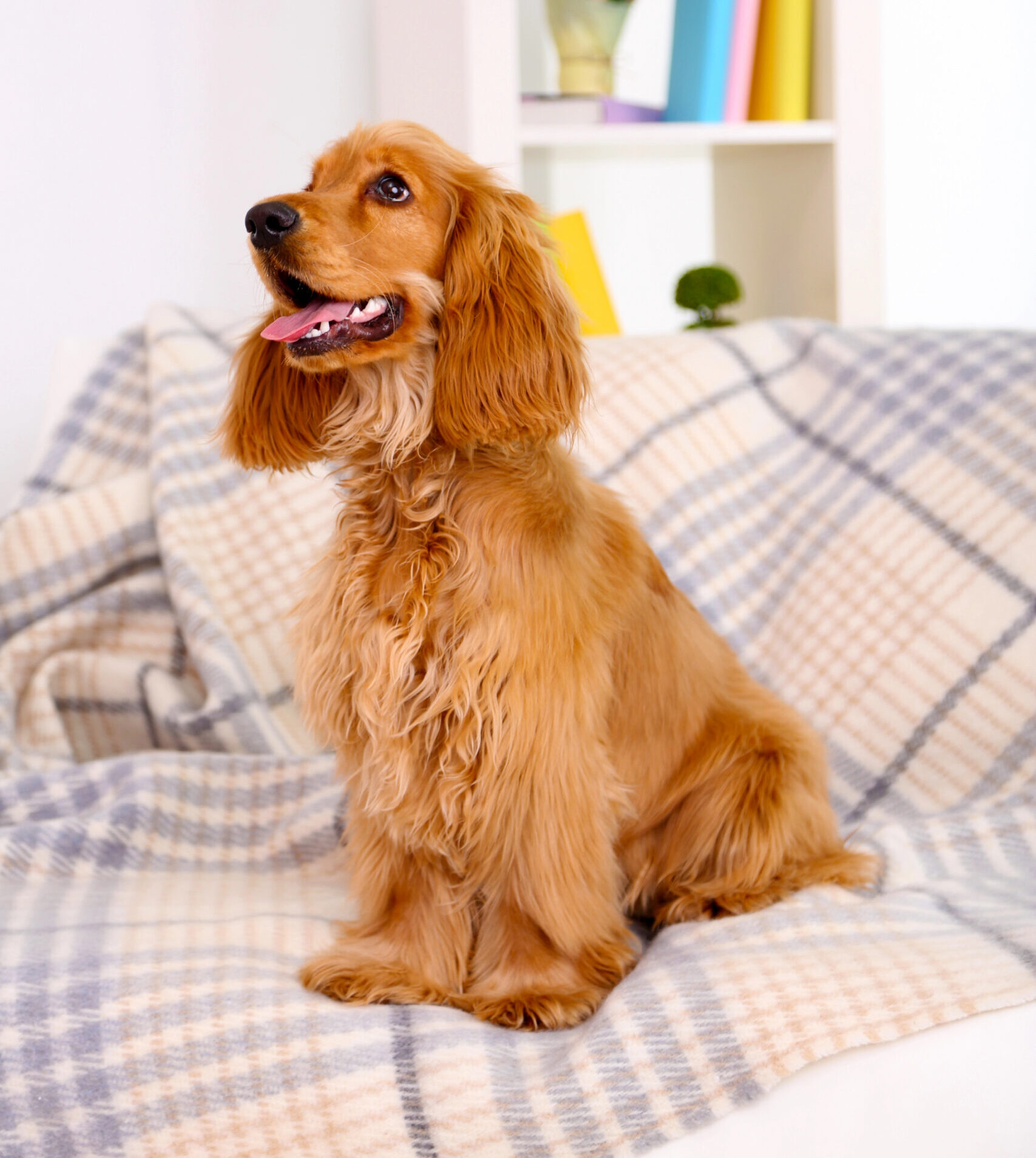 Pet Hair Everywhere? 12 Solutions That Actually Work | MomsWhoSave.com